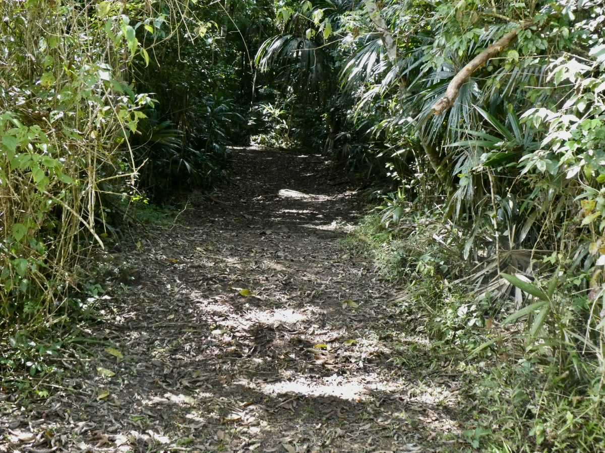 Chiquibul National Forest – Around the World I Go